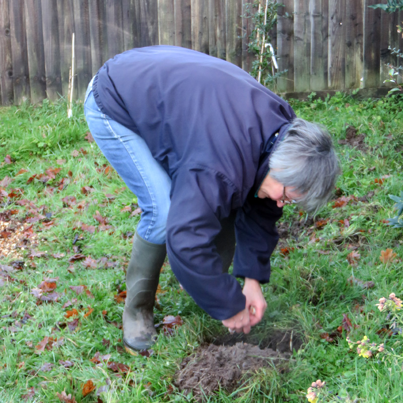 100 Birthday Bulbs – Brockenhurst Women's Institute
