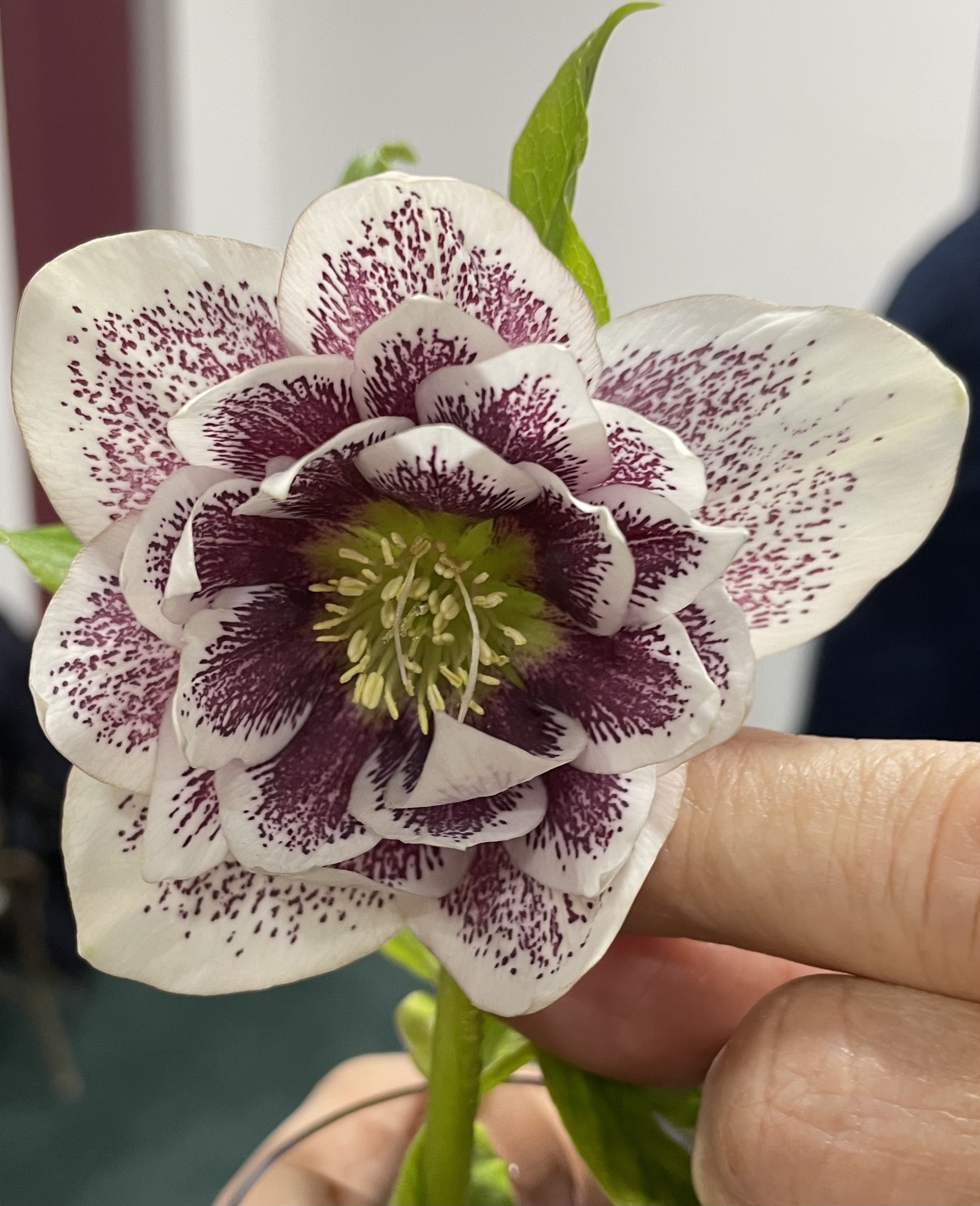 winning-flower – Brockenhurst Women's Institute